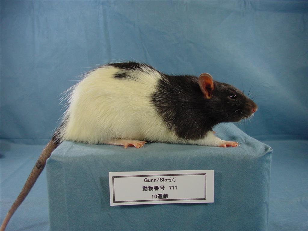Rat Strains